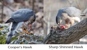 Cooper's Hawk Vs Sharp Shinned Hawk Identification