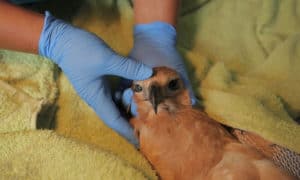 How to Help a Bird with a Broken Wing in 4 Simple Steps