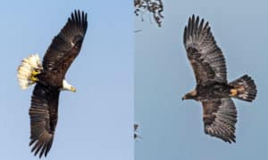 Golden Eagles Vs Bald Eagles: Differences & Comparison