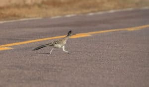 What Is New Mexico State Bird? - The Greater Roadrunner
