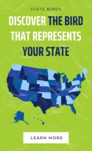 What is Preening in Birds? Why & How Do Birds Preen?