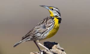 What Is the State Bird of Kansas - The Western Meadowlark