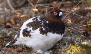 What Is the State Bird of Alaska - The Willow Ptarmigan
