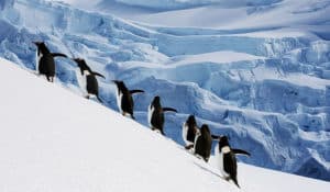 25 Birds That Can’t Fly and Facts About Them