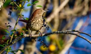 What Is the State Bird Of Georgia? - The Brown Thrasher