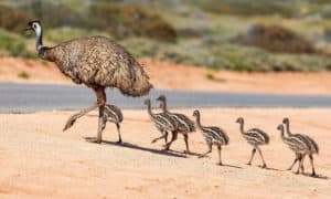 What Do Emu Birds Eat? - List of Their Favorite Foods