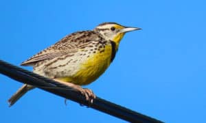 What Is the State Bird of Montana? - 9 Amazing Facts