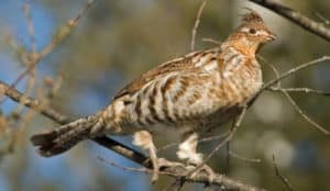 What is the State Bird of Pennsylvania? - 10 Facts