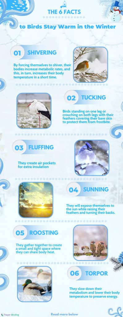 How Do Birds Stay Warm in the Winter? - 6 Facts