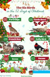 How Many Birds Are in the 12 Days of Christmas? - Answered