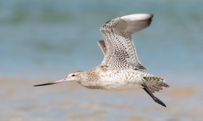 How Far Can a Bird Fly Without Stopping? - Interesting Facts How Far Can a Bird Fly Without Stopping? - Interesting Facts