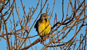 What is the State Bird of Nebraska? (And Their Facts)