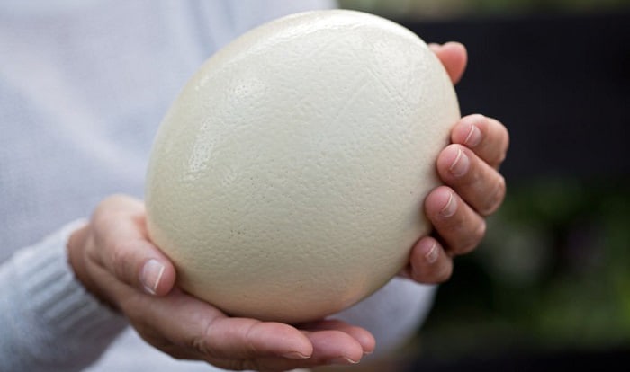 Which Bird Lays The Largest Egg? Facts You Might Not Know! Which Bird Lays The Largest Egg? Facts You Might Not Know!