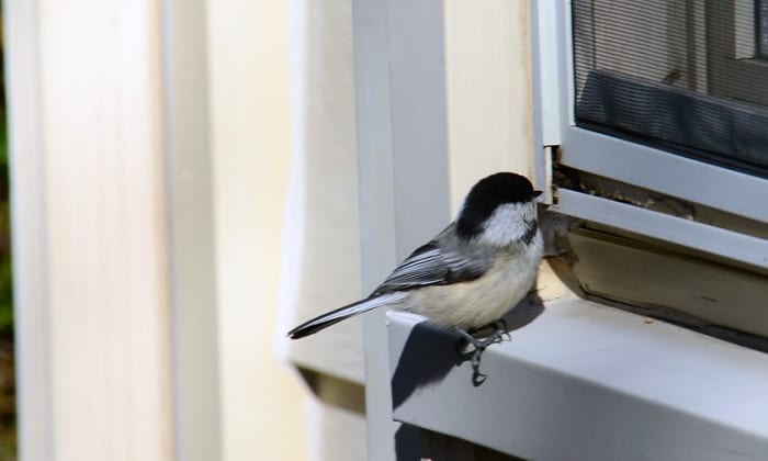 Bird Tapping on Window Every Morning: Meaning, Causes & More Bird Tapping on Window Every Morning: Meaning, Causes & More