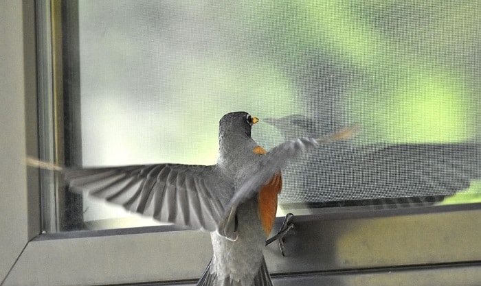 Bird Tapping on Window Every Morning: Meaning, Causes & More Bird Tapping on Window Every Morning: Meaning, Causes & More