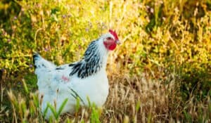 What is the State Bird of Delaware? - Blue Hen Facts