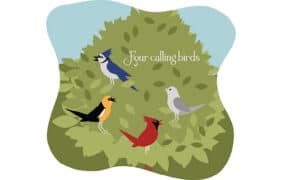 What are Four Calling Birds? - The Truth Behind Them