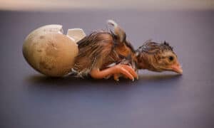 How to Take Care of a Bird Egg? - Things You Should Do