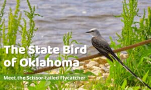 What is the State Bird of Oklahoma? - Scissor-tailed Flycatcher