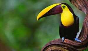 What Are Bird Beaks Made of? - Insight Into Avian Beak Anatomy