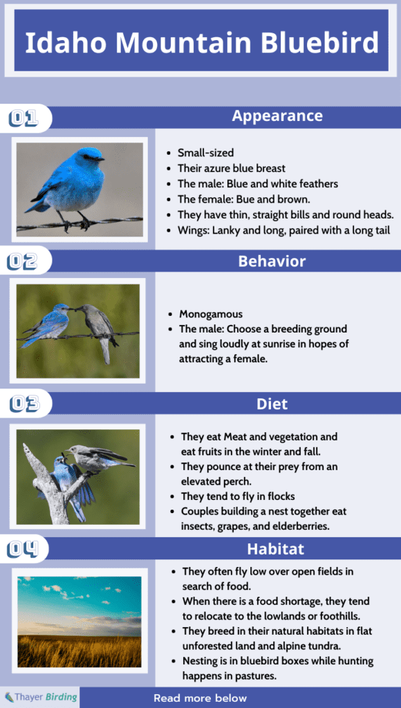 What Is the State Bird of Idaho? All About Mountain Bluebird