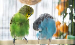 Why Do Parakeets Puff Up? Know Some of Reasons Here!