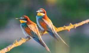 Why Are Male Birds More Colorful Than Females? - 3 Reasons