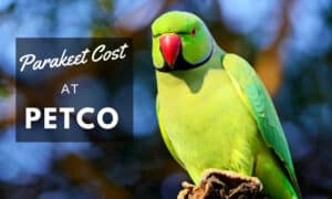 How Much Does a Parakeet Cost at Petco in 2025?