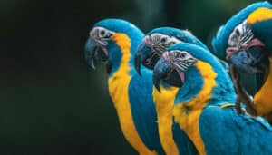 How to Trim a Bird's Beak Properly Without Hurt?