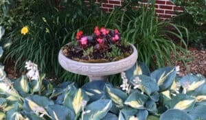 What to Plant in Shallow Bird Bath? - Bird Bath Planter Ideas