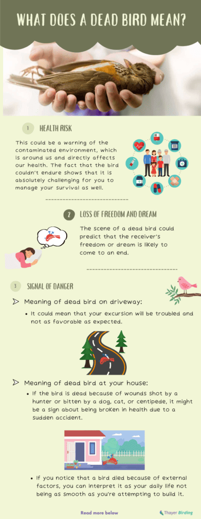 What Does a Dead Bird Mean? Ominous or Not?