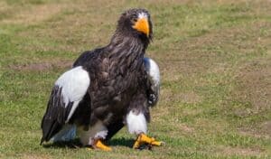 Top 10 Largest Birds of Prey in the World (2025 Updated)