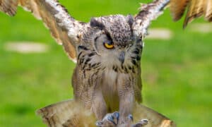 How Much Weight Can an Owl Carry? Get the Facts Here!