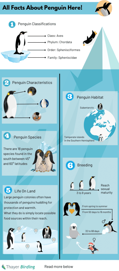 Is a Penguin a Bird? All Facts About Penguin Here!