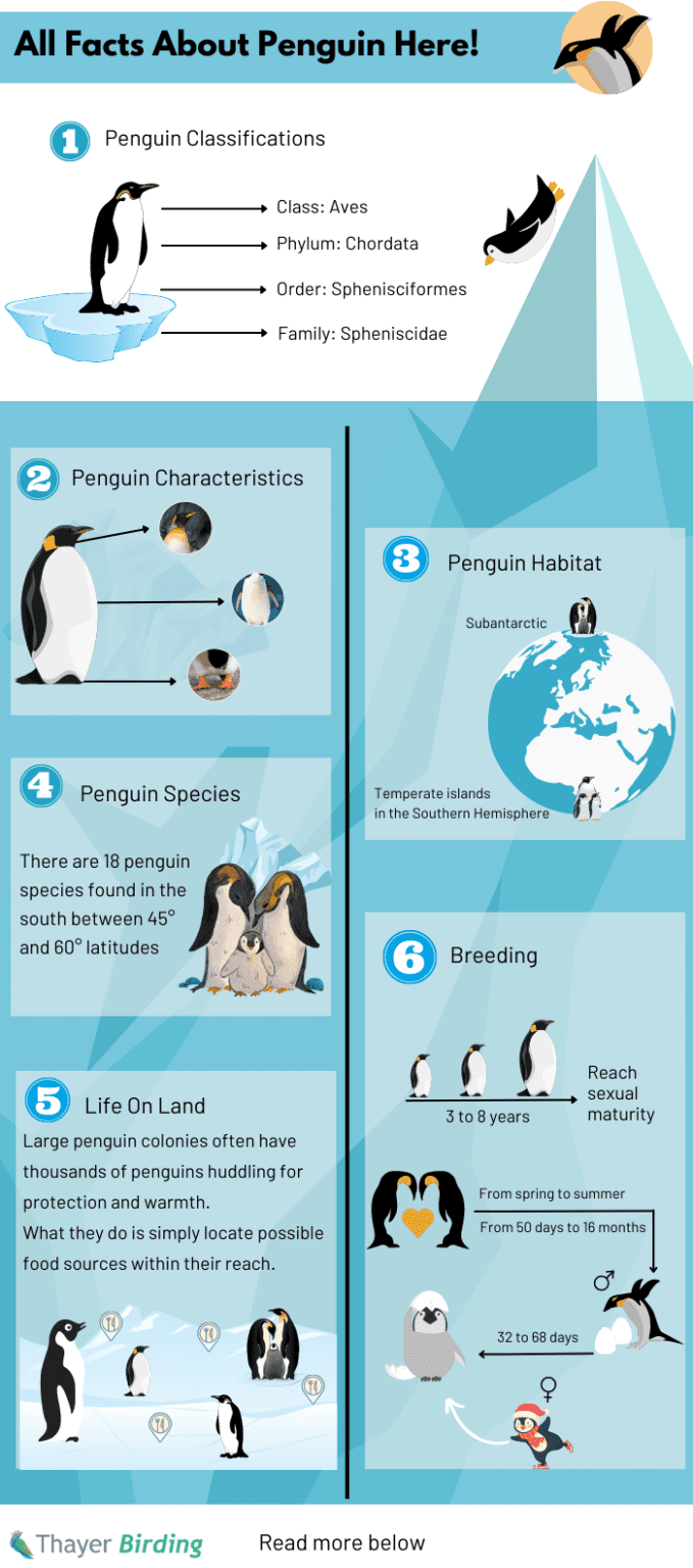 Is a Penguin a Bird? All Facts About Penguin Here!