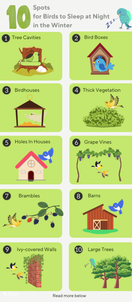 Where Do Birds Sleep in the Winter and Keep Warm?