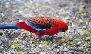 Why Do Birds Eat Rocks? All About Gastrolith & Gizzard Here!