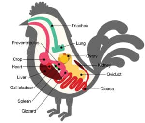 Why Do Birds Eat Rocks? All About Gastrolith & Gizzard Here!