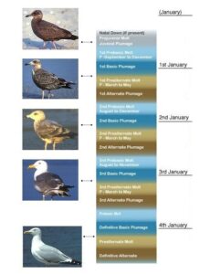 What is Molting in Birds? All You Need to Know!
