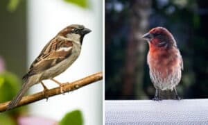 House Finch vs House Sparrow - The Main Differences