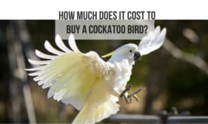 How Much Does It Cost to Buy a Cockatoo Bird? (Pricing Tables)