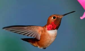 Hummingbird Meaning and Symbolism in Different Cultures