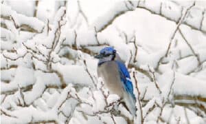 Do Birds Hibernate Through Winter? Get the Facts Here!