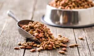 What Do Ravens Eat? - Ravens Diet and Foraging