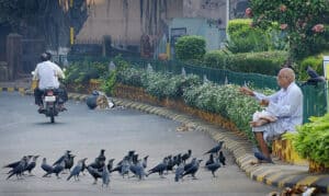 What Do Ravens Eat? - Ravens Diet and Foraging