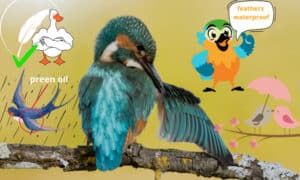 What is Preening in Birds? Why & How Do Birds Preen?