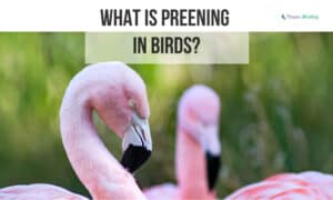 What is Preening in Birds? Why & How Do Birds Preen?