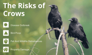 How to Get Rid of Crows Without Scaring Other Birds? - 3 Ways