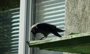 How to Get Rid of Crows Without Scaring Other Birds? - 3 Ways