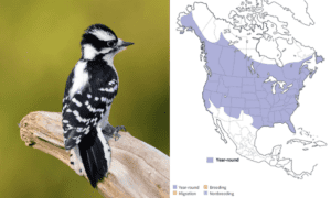 25 Black and White Birds From Around the World